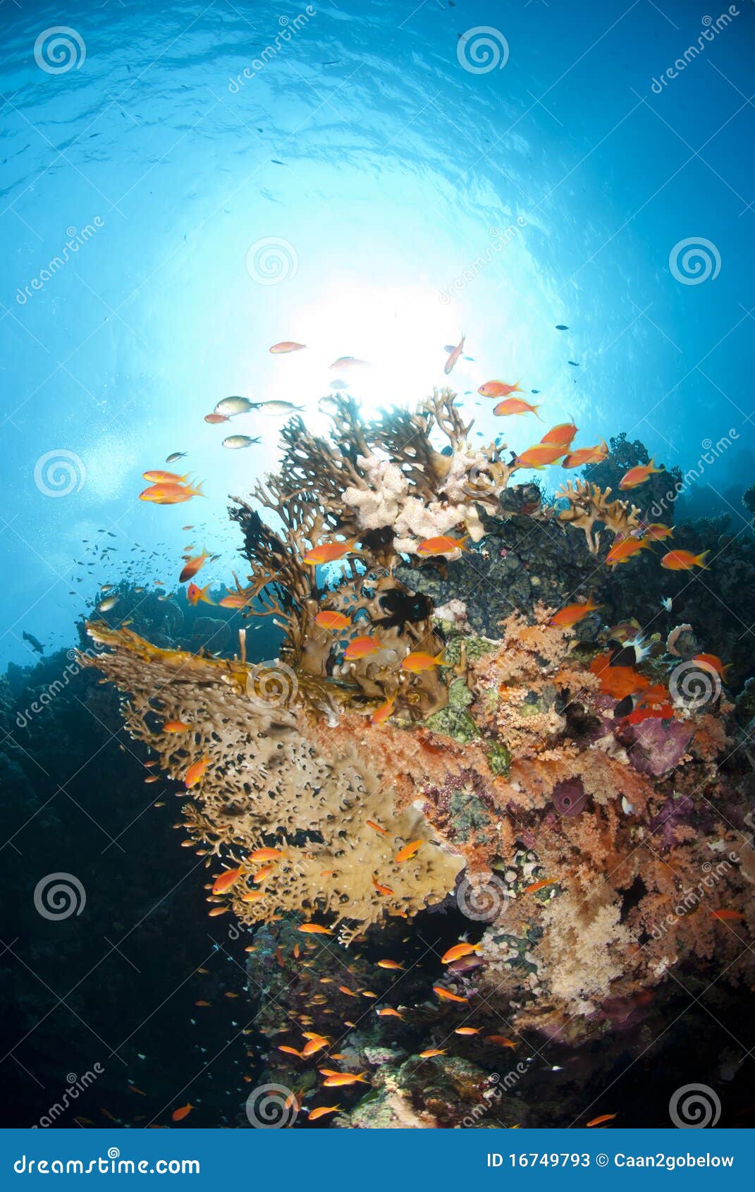 Colourful Underwater Tropical Coral Reef Scene. Stock Image - Image of ...