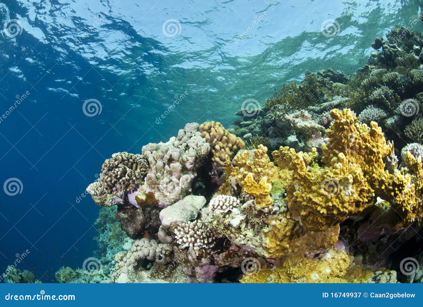 Colourful Underwater Tropical Coral Reef Scene. Stock Image - Image of ...