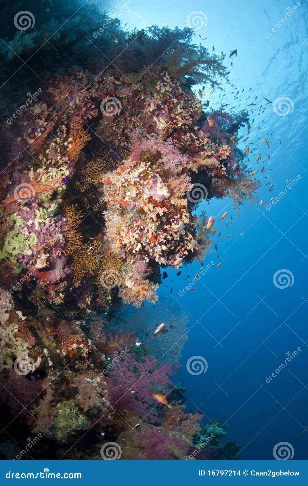 Colourful Underwater Tropical Coral Reef Scene. Stock Photo - Image of ...