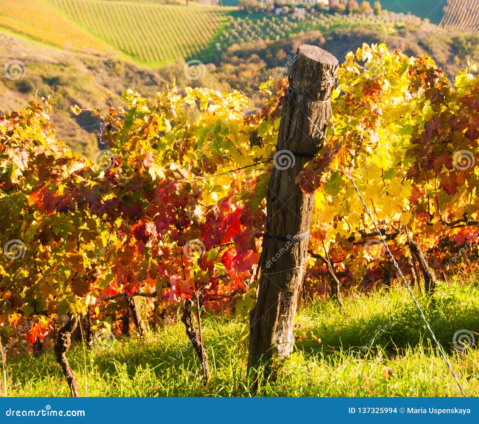 Colourful Vineyard on Hills in Fall Stock Photo - Image of chianti ...