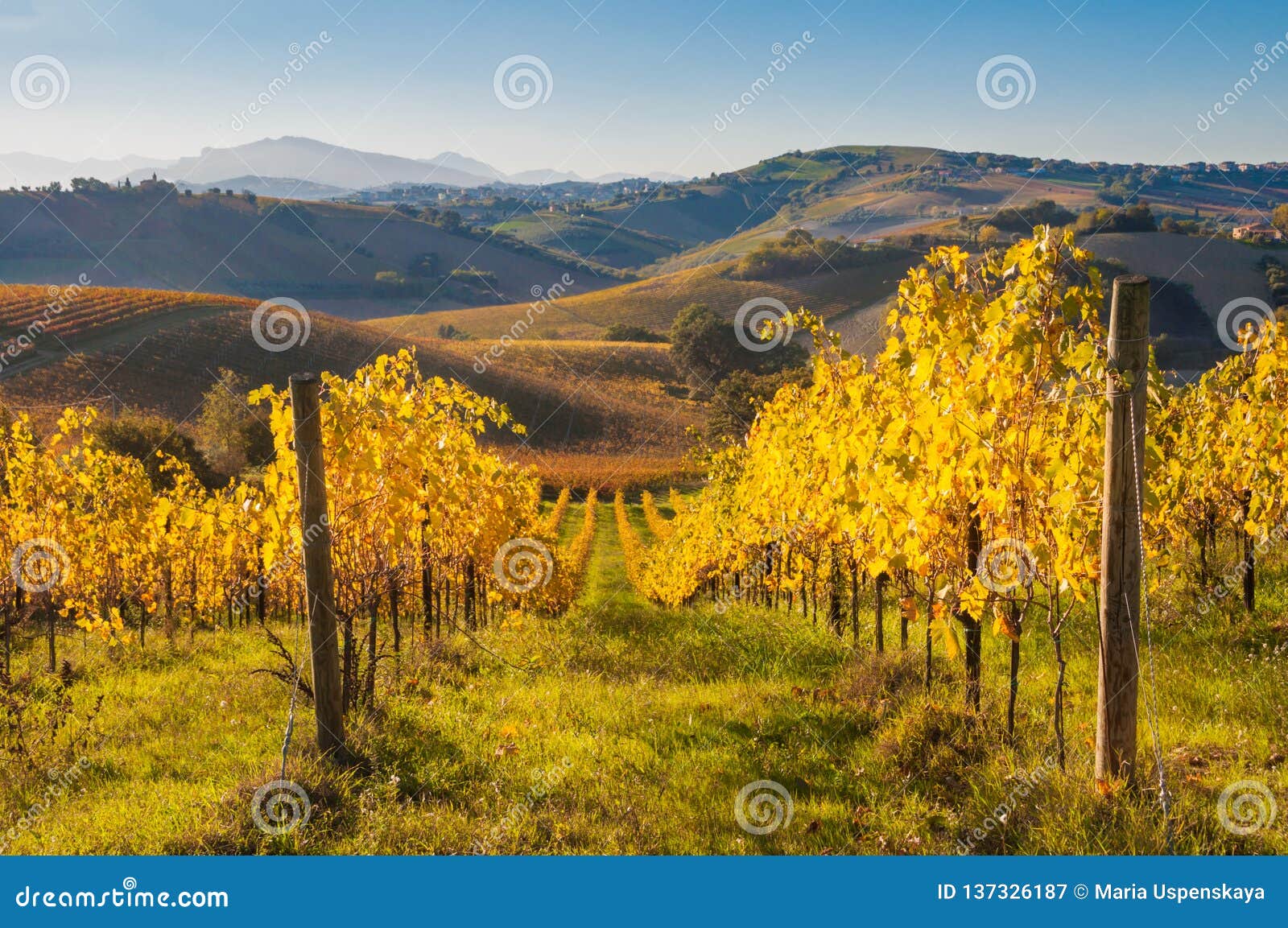 Colourful Vineyard on Hills in Fall Stock Image - Image of wine ...