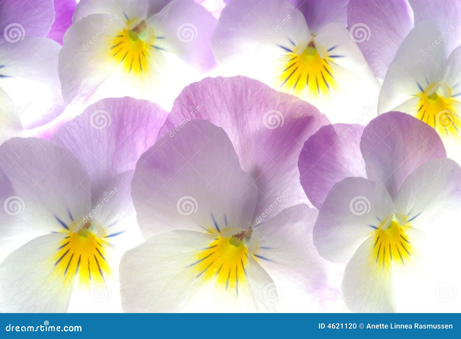 Colourful viola tricolor stock photo. Image of spring - 4621120