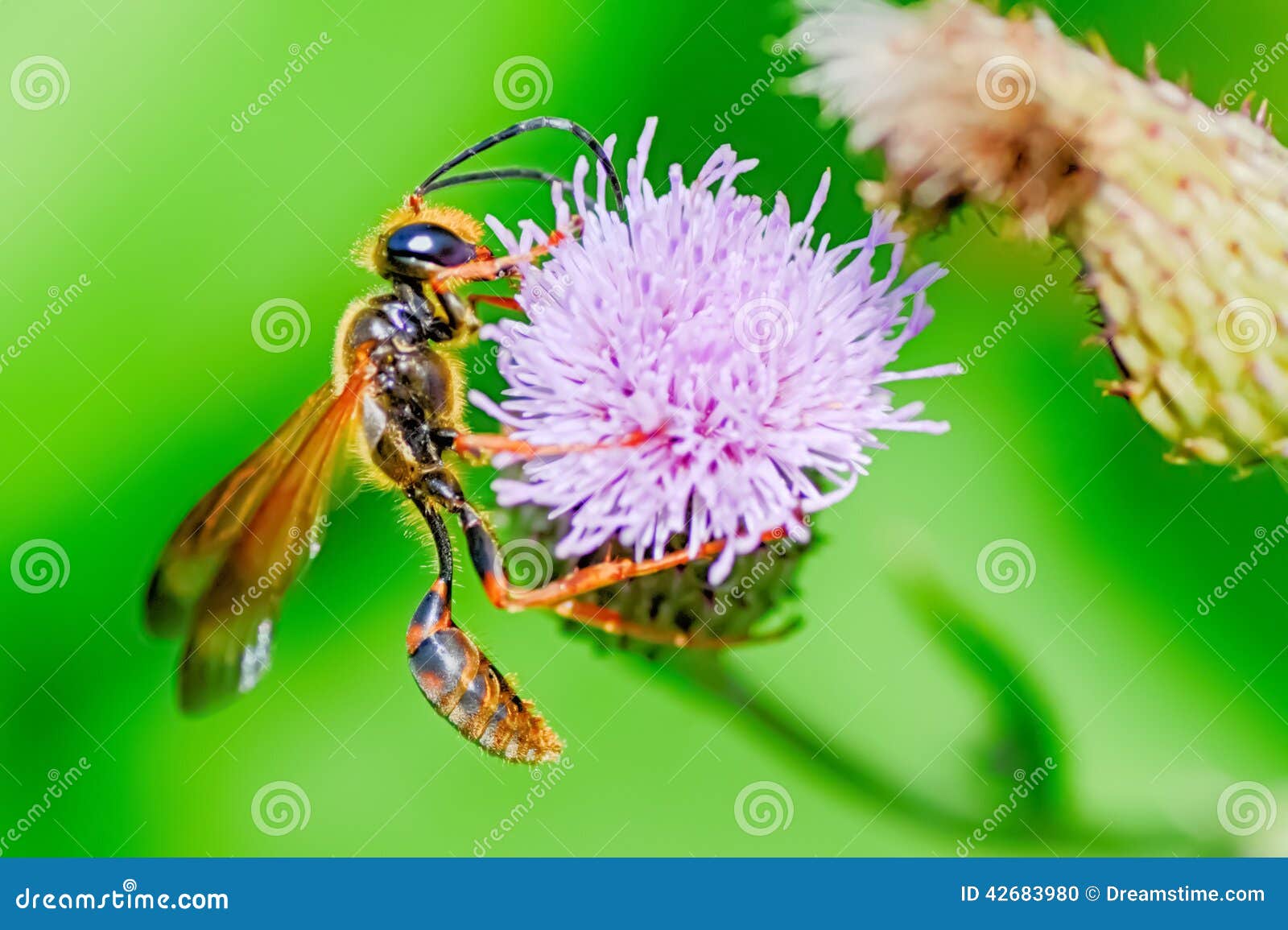 A colourful wasp stock photo. Image of feeding, insects - 42683980