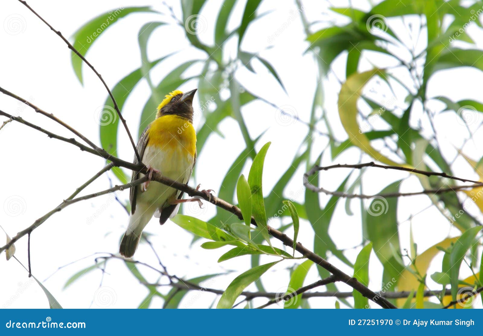Colourful Weaver Bird Stock Photo | CartoonDealer.com #27251970