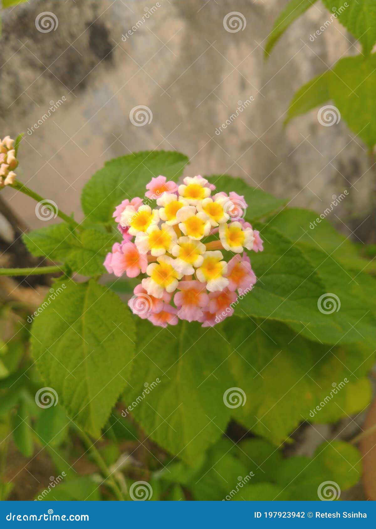 Colourful wild flower stock photo. Image of petal, plant - 197923942