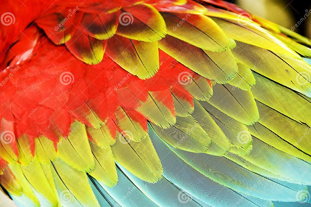 Colourful wings of macaw stock image. Image of colourful - 5842805