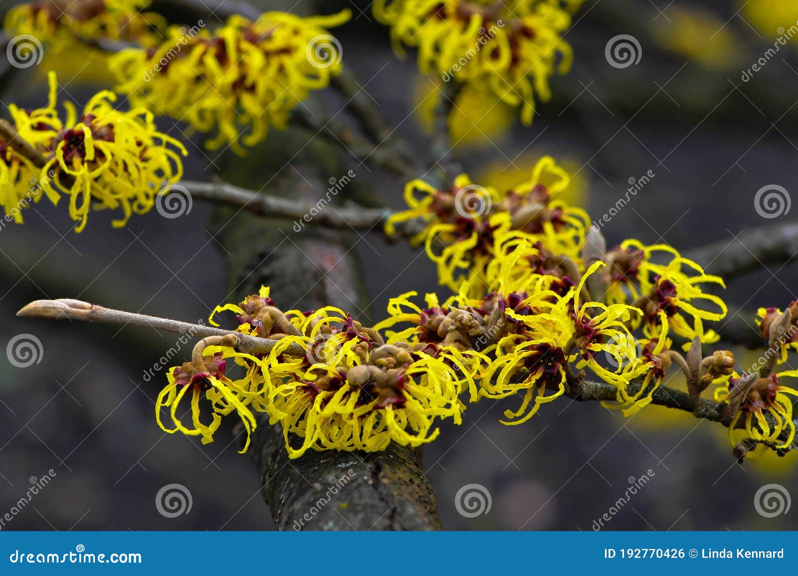 Beautiful Chinese Witch Hazel Plant Hamamelis Mollis. Delicate Yellow ...