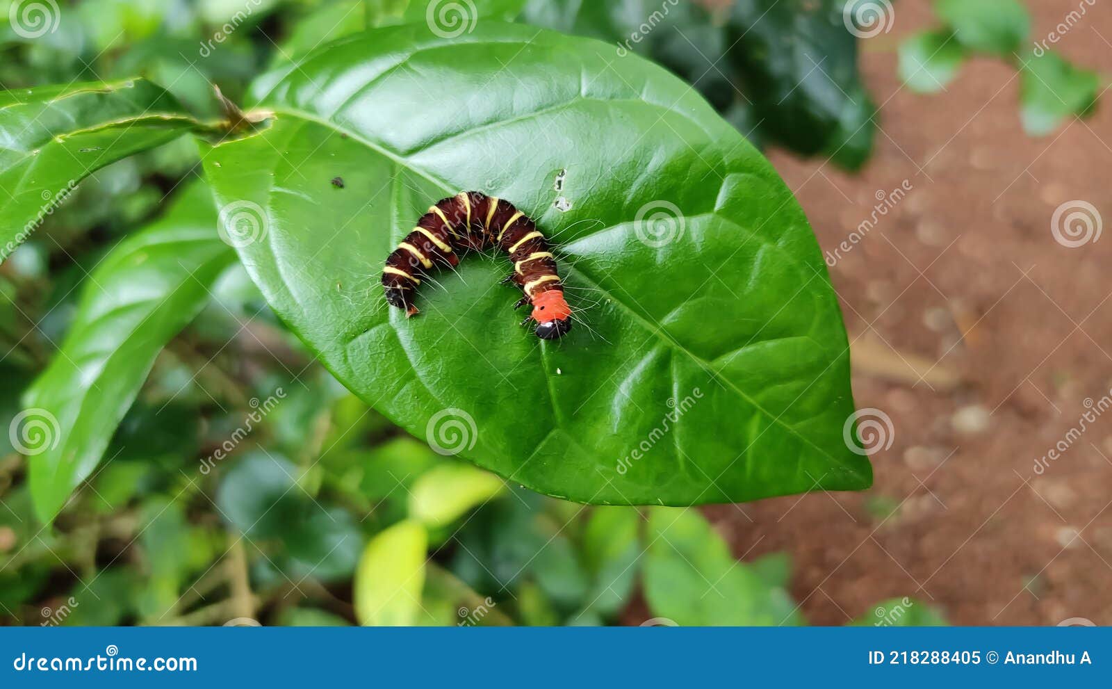 Colourful Worm is Sitting on a Leaf Stock Image - Image of larva ...