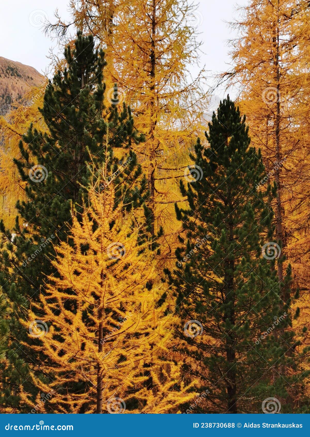 Colourfull Autumn Fur Trees Stock Photo - Image of mountain, flower ...