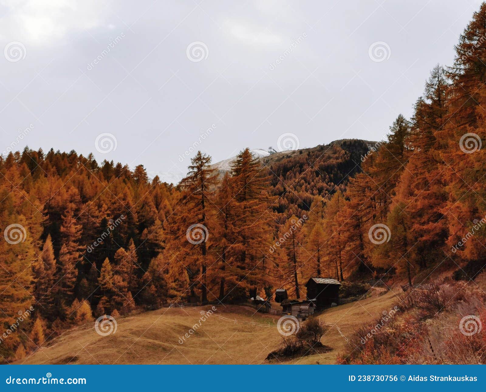 Colourfull Autumn Fur Trees in the Mountain Valley Stock Photo - Image ...
