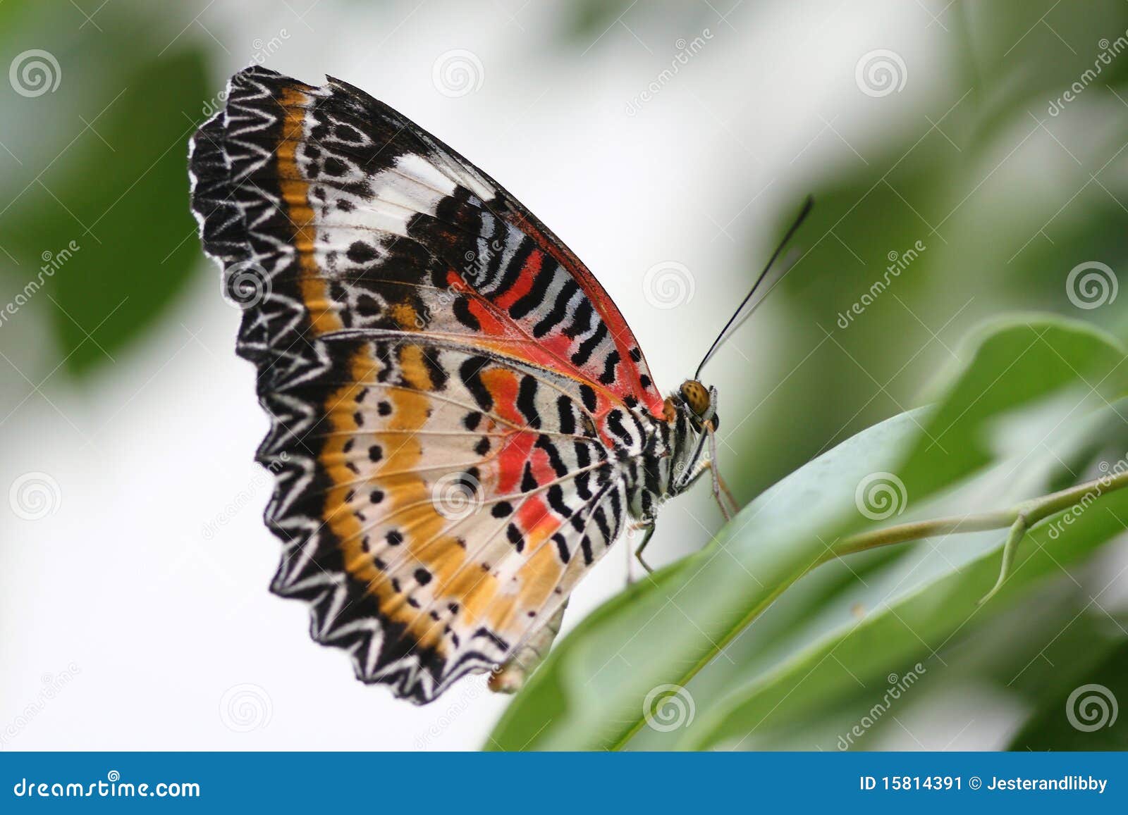 A colourfull butterfly. stock image. Image of colourfull - 15814391