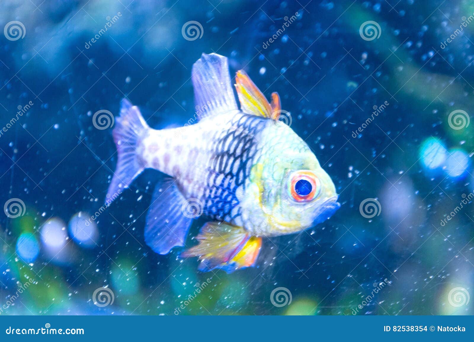 Colourfull Fish in Dark Blue Water Stock Photo - Image of colorful ...