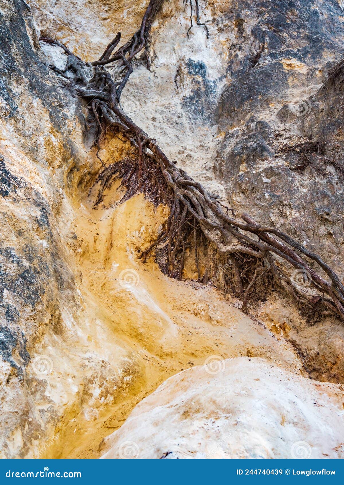 Colourfull Geological Formation with a Root of a Tree Stock Image ...
