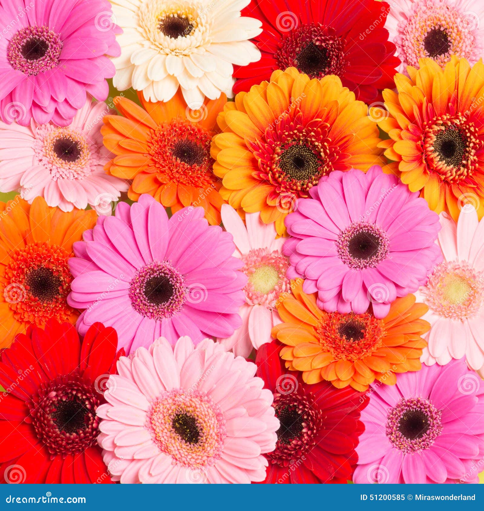 Colourfull Gerbera flowers stock image. Image of colorfull - 51200585