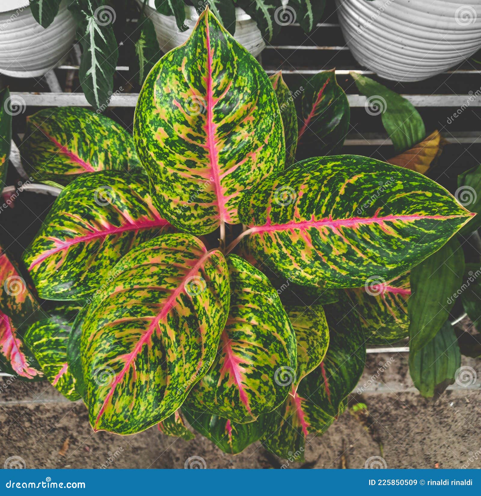 Colourfull leaves in a pot stock image. Image of plant - 225850509