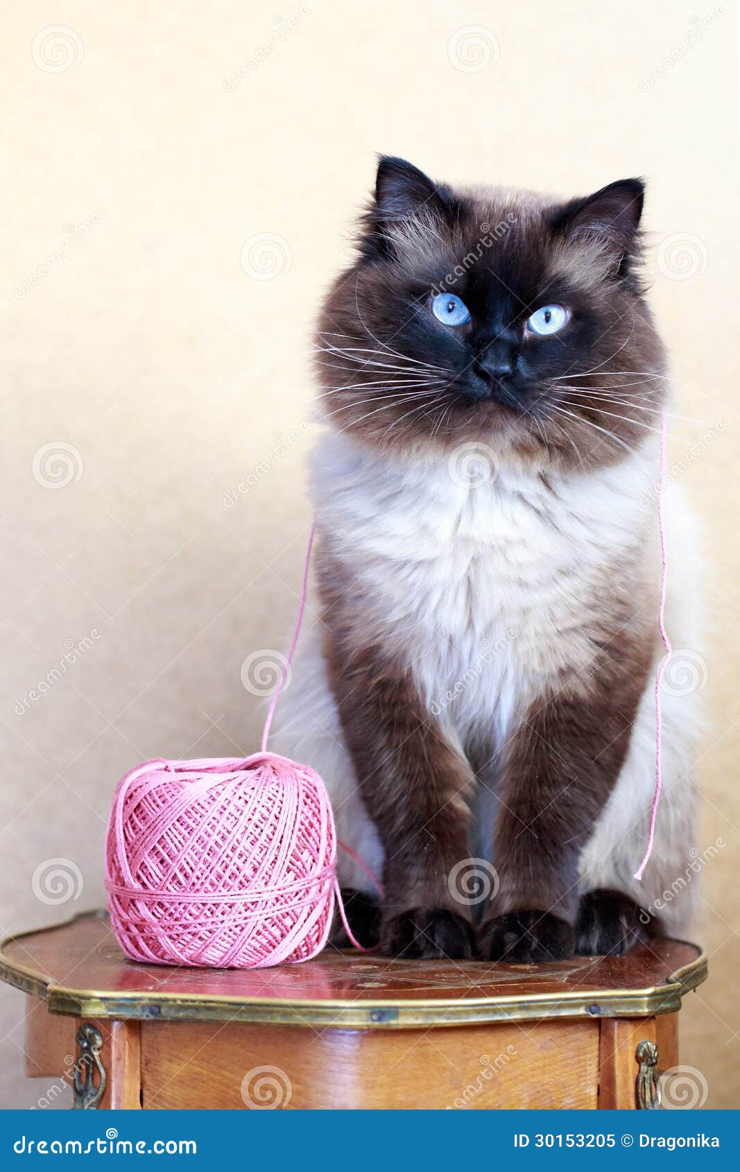 Colourpoint cat stock image. Image of walk, black, kitten - 30153205