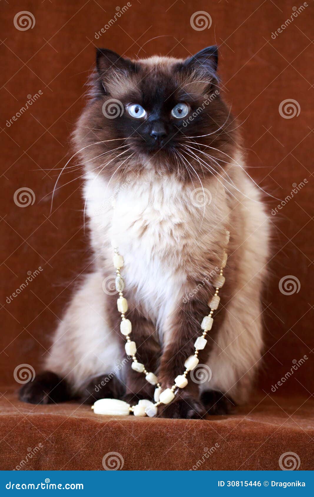 Colourpoint cat stock photo. Image of walk, siamese, kitten - 30815446