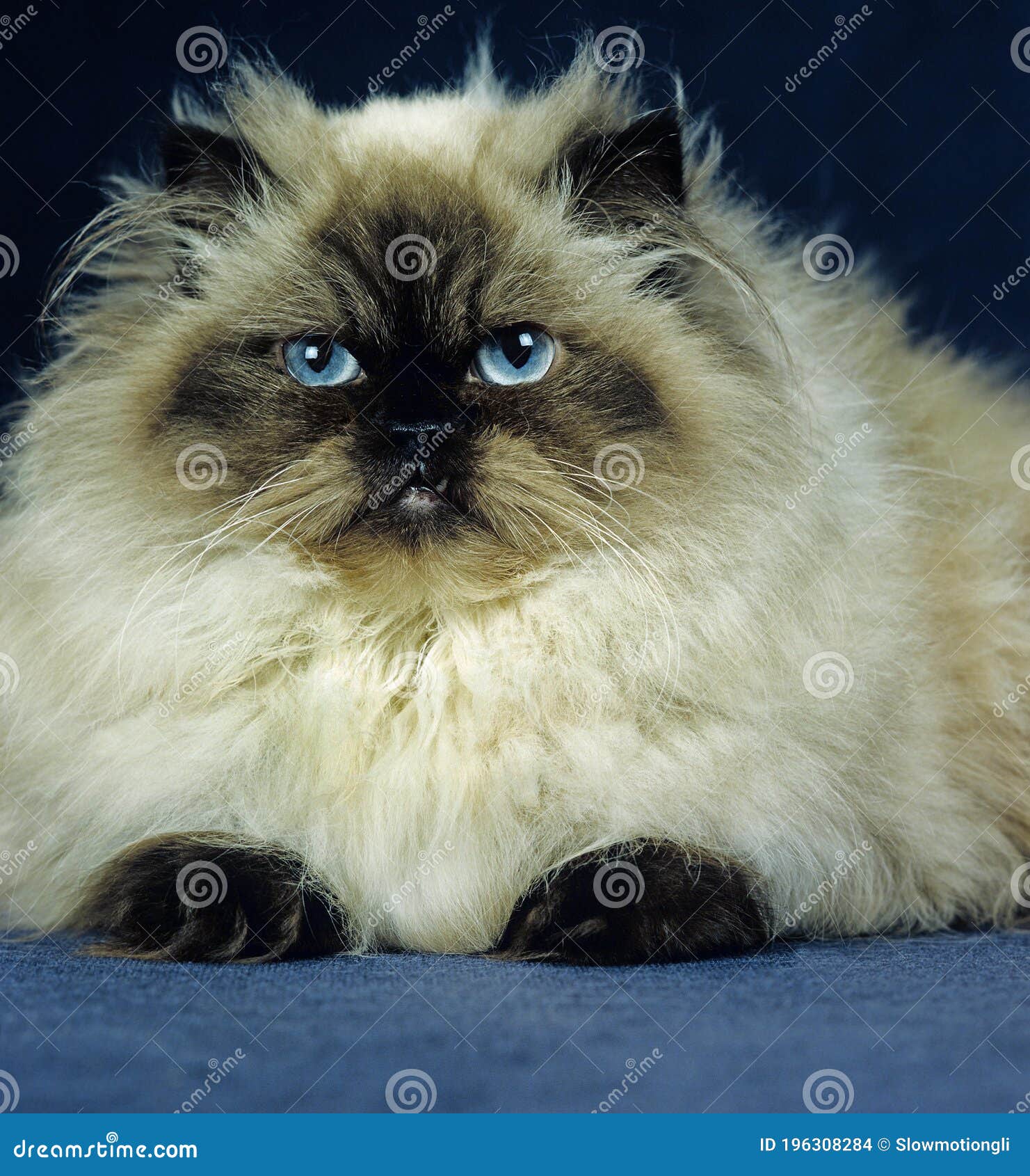 Colourpoint Seal Point Persian Domestic Cat Stock Photo - Image of ...
