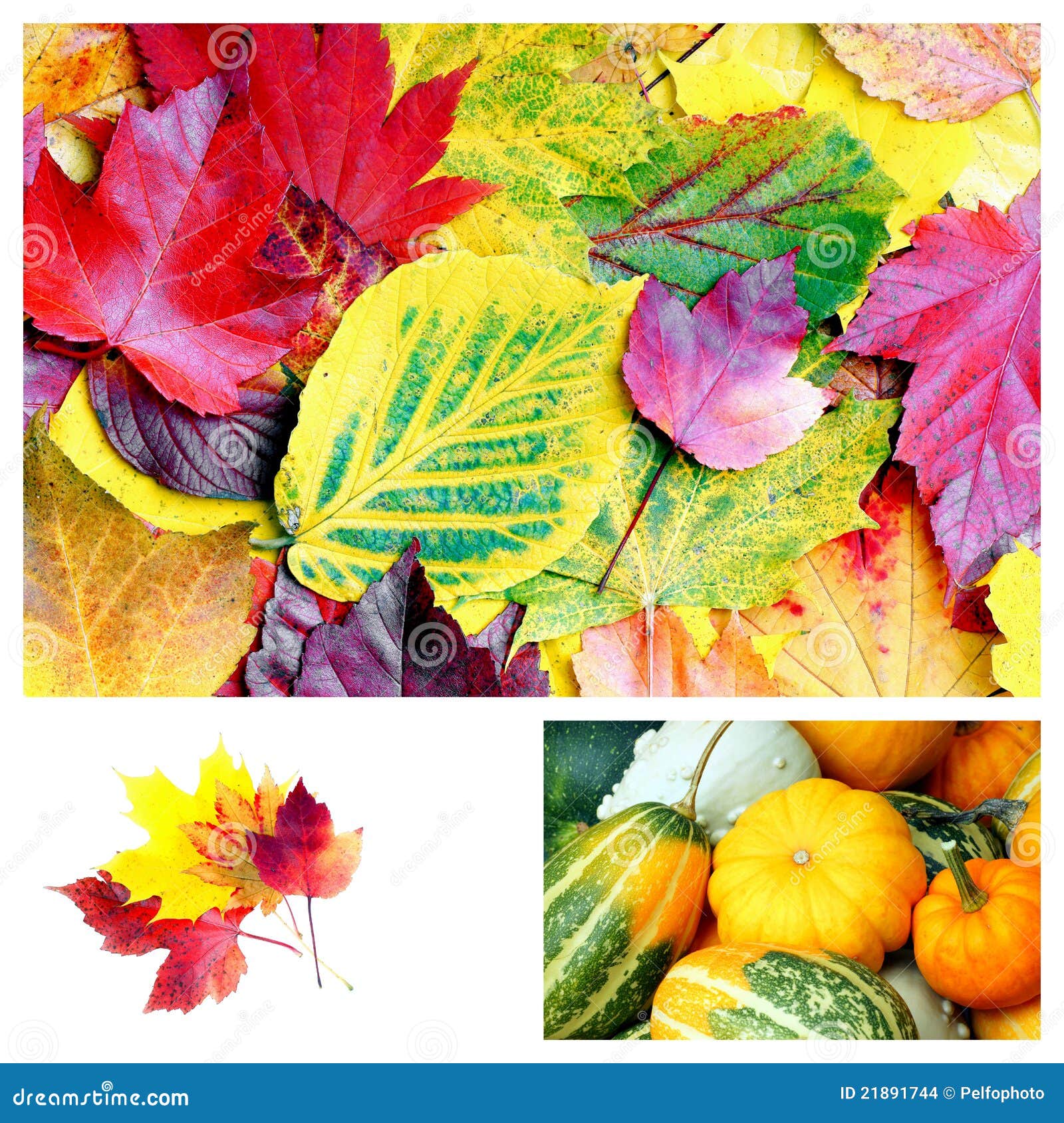 Colours of autumn stock photo. Image of collage, collages - 21891744