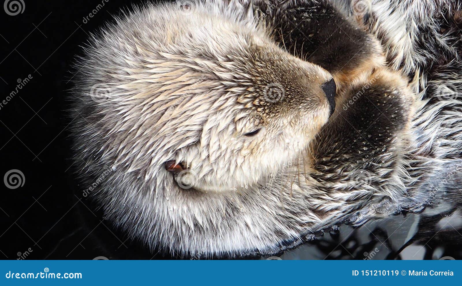 The Colours Of A Cute Fluffy Otter In The Water Stock Image - Image of ...