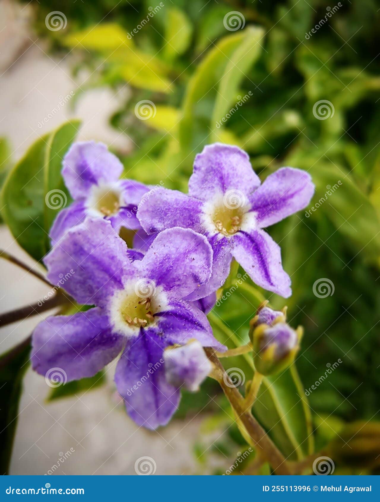 Colours of flower stock photo. Image of produce, wildflower - 255113996