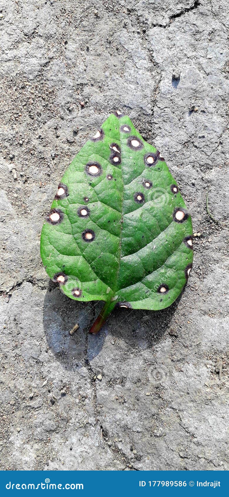 Colours of leaf stock photo. Image of closeup, colours - 177989586