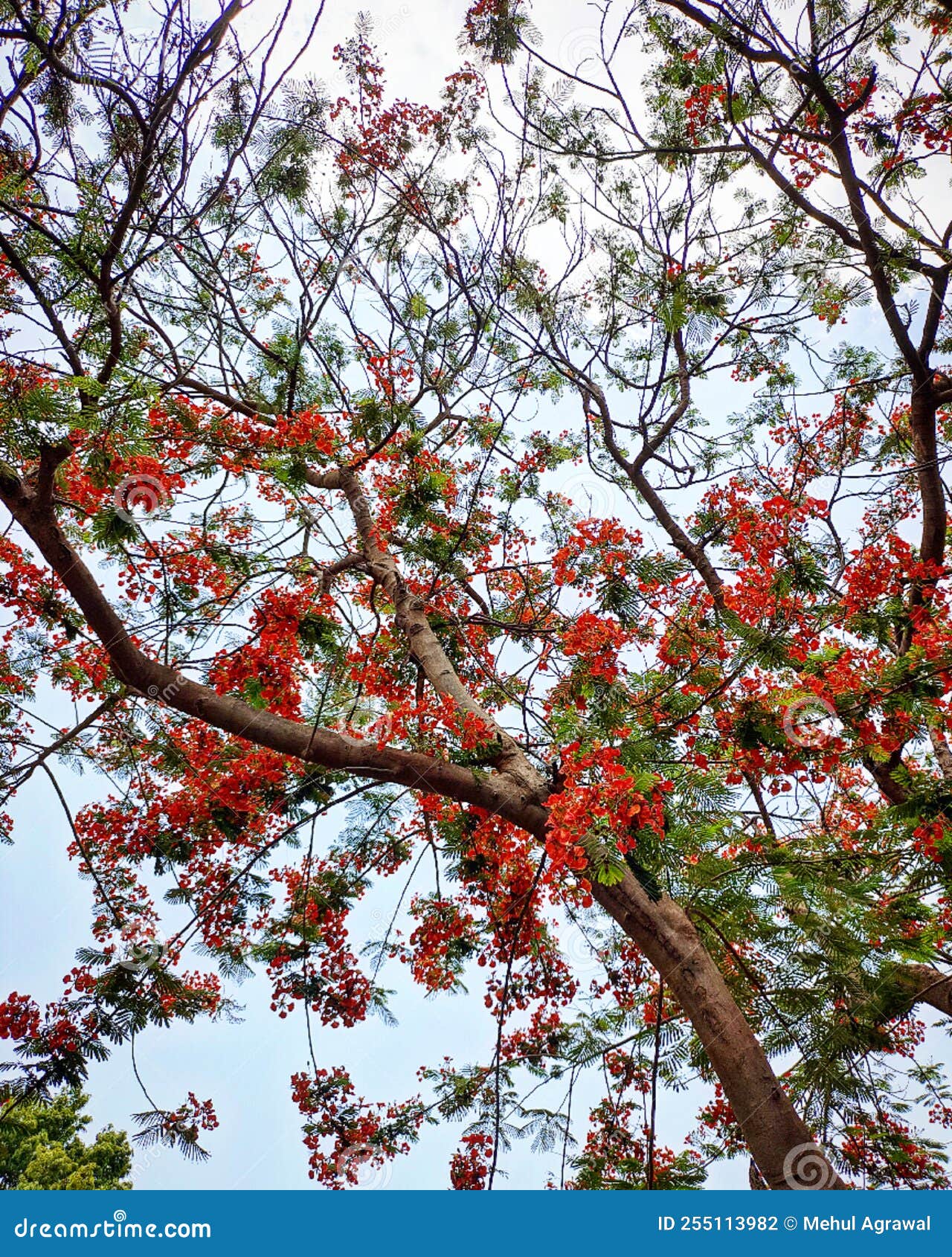 Colours of nature stock photo. Image of plant, spring - 255113982