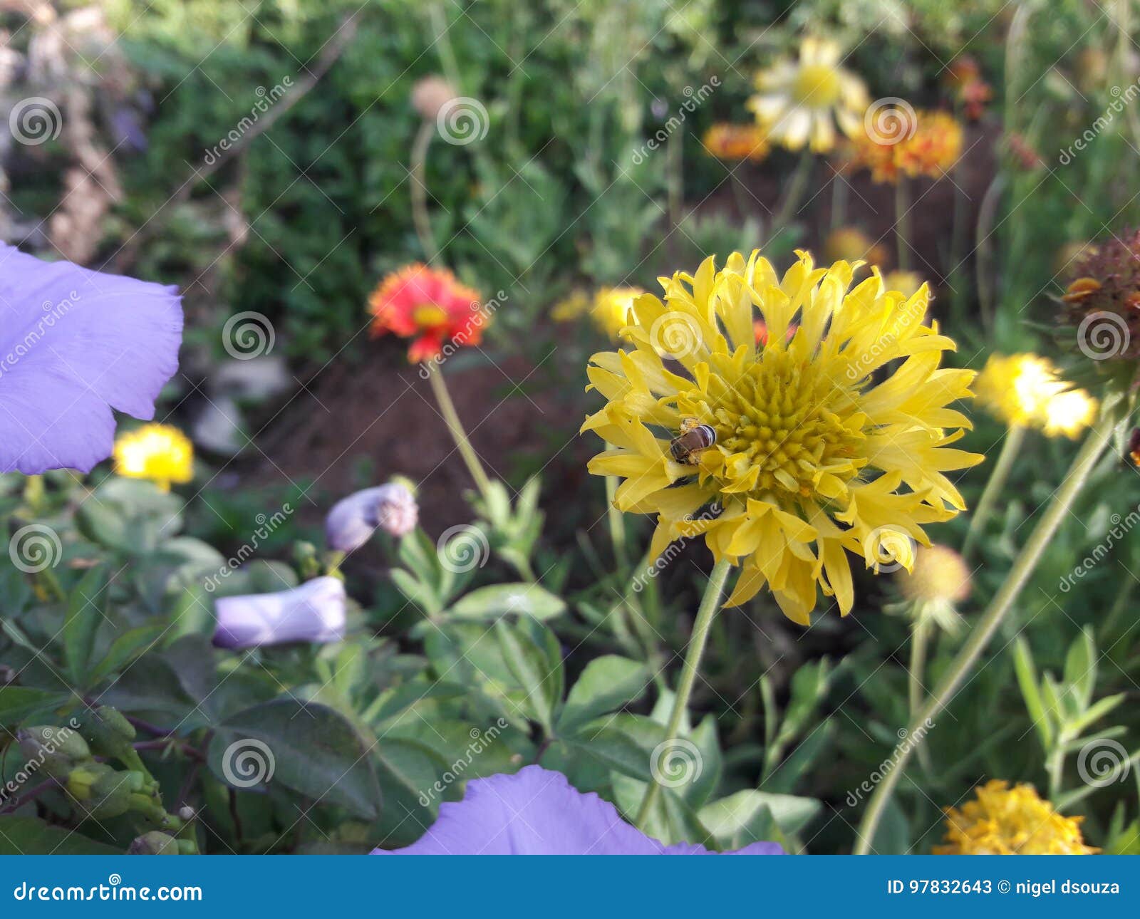 Colours of nature stock image. Image of yellow, bright - 97832643