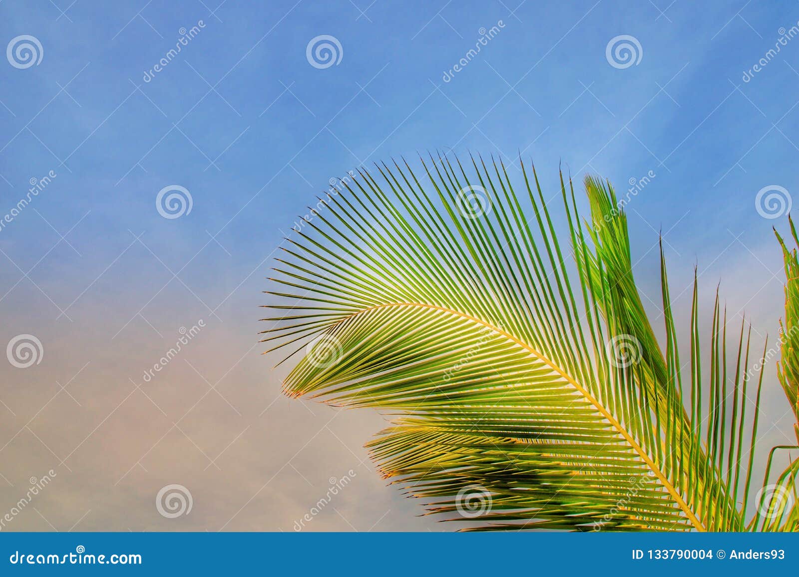 Tropical palm tree leaf stock photo. Image of holiday - 133790004