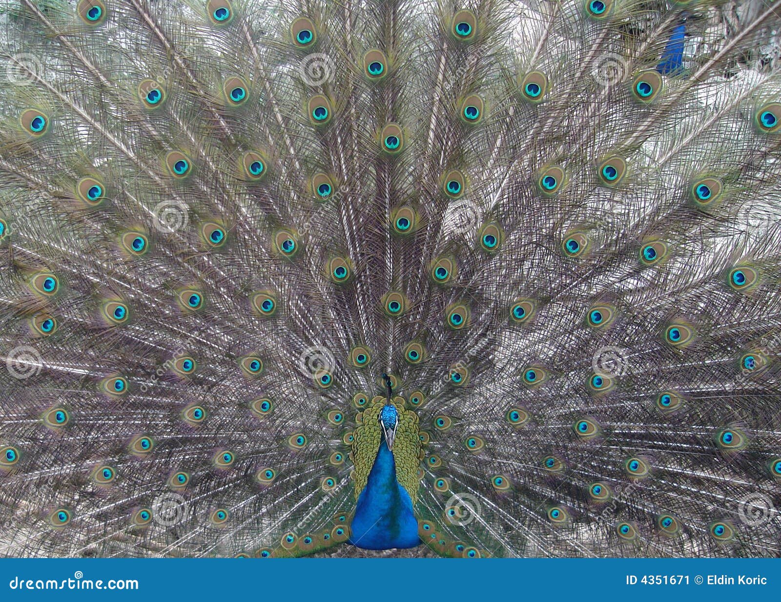 Colours of peacock stock image. Image of fauna, colors - 4351671