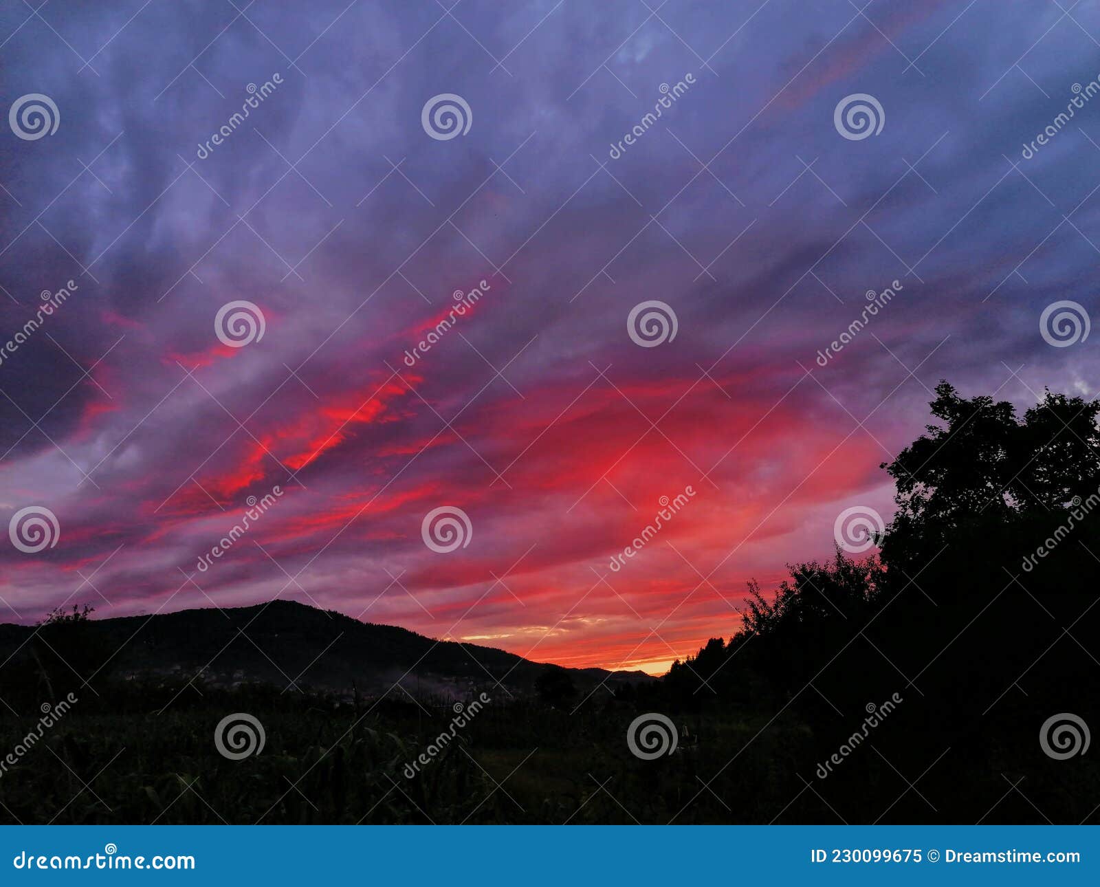 Colours of the sky stock image. Image of tree, colours - 230099675