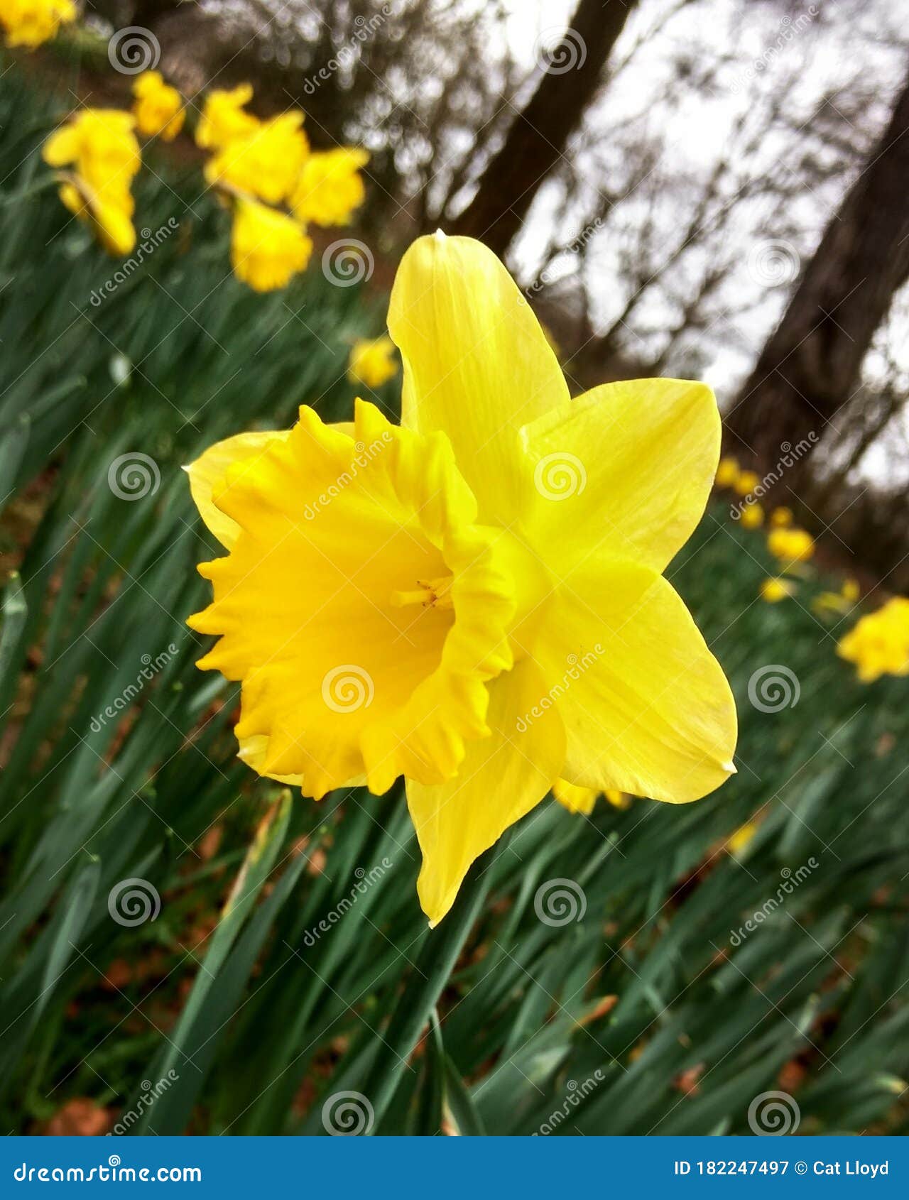 Colours of spring stock image. Image of meadow, colours - 182247497