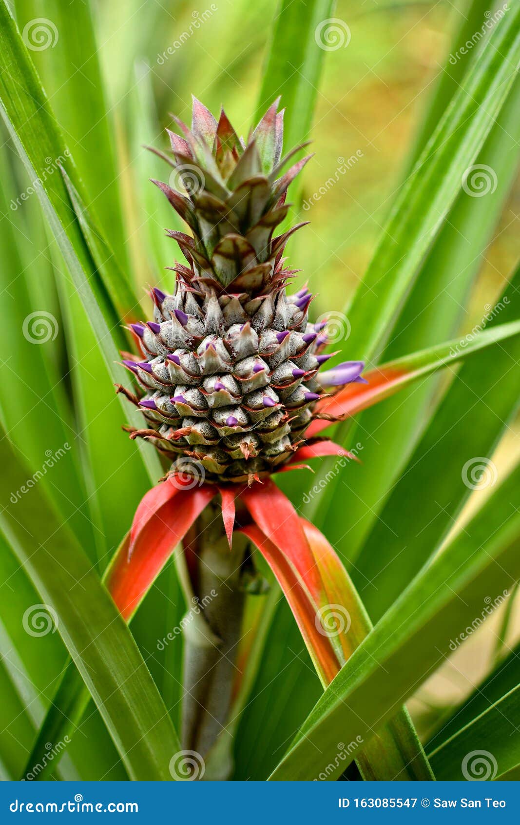 Colours of Wild Pineapple Plant Stock Image - Image of garden, food ...