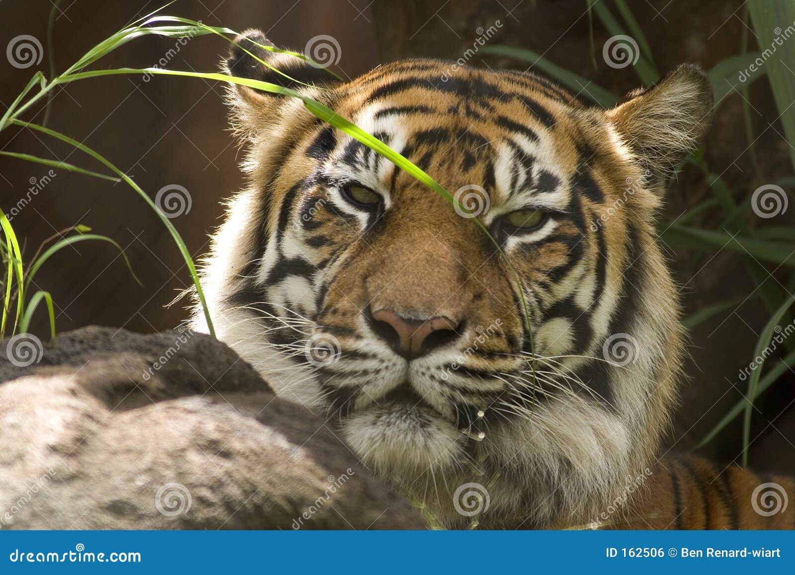 Colpo capo della tigre fotografia stock. Immagine di zoologia - 162506