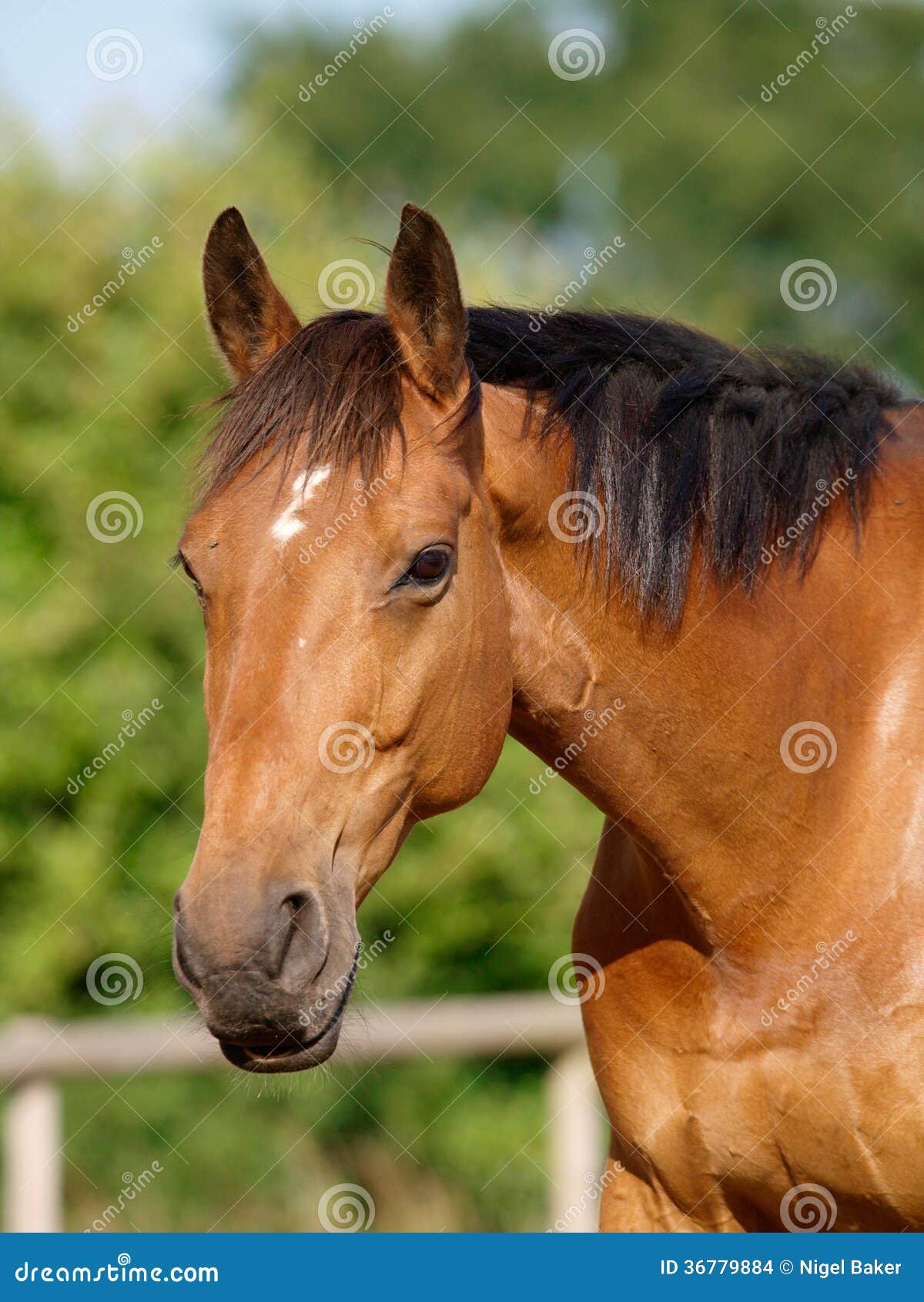Colpo Della Testa Di Cavallo Fotografia Stock - Immagine di allarme ...