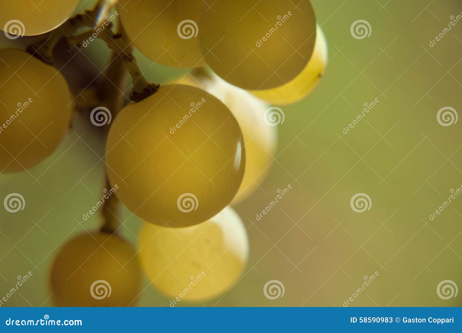 Torrontes Wine Grapes Closeup Stock Photos - Free & Royalty-Free Stock ...
