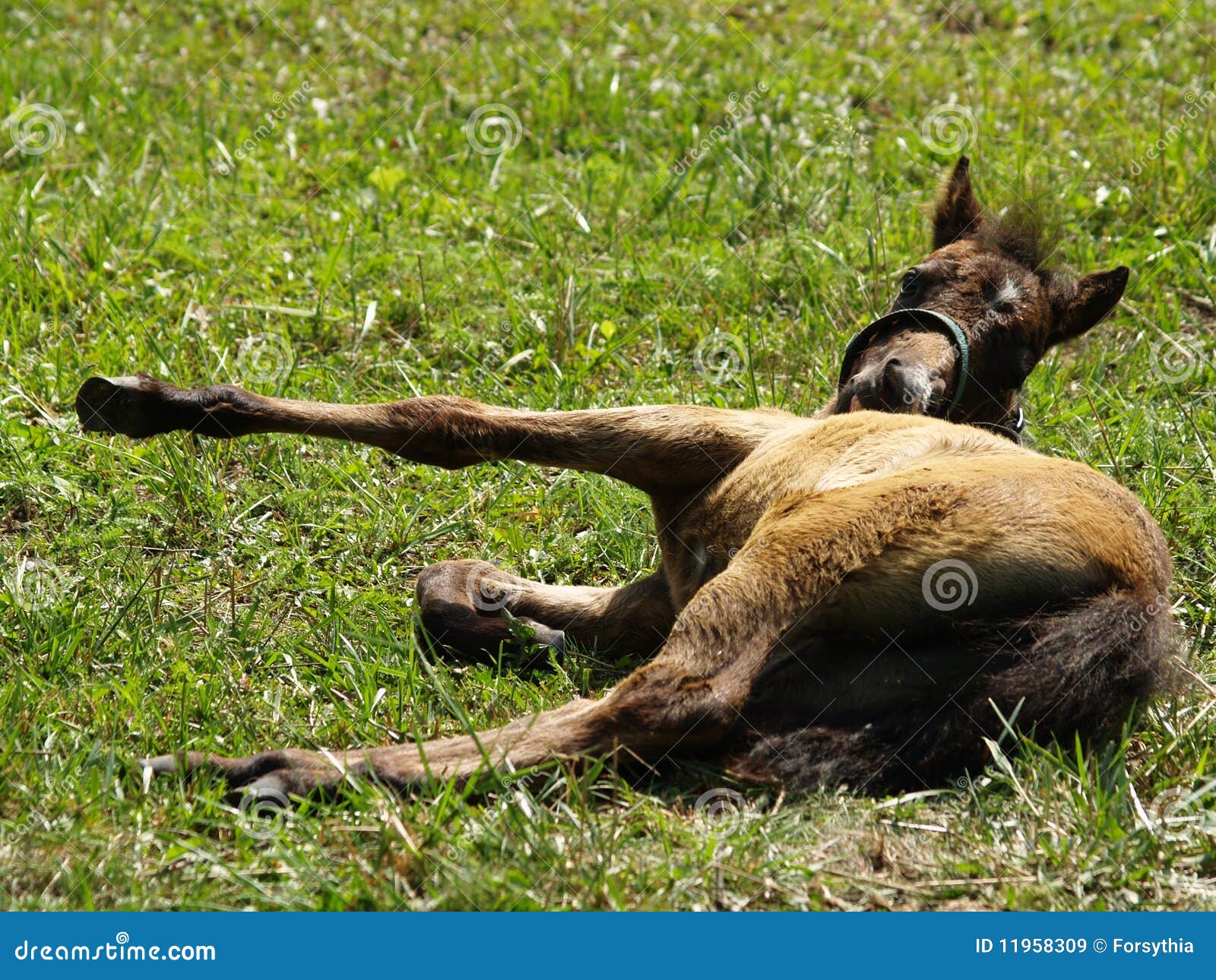 Colt stock image. Image of summer, animal, rest, farm - 11958309