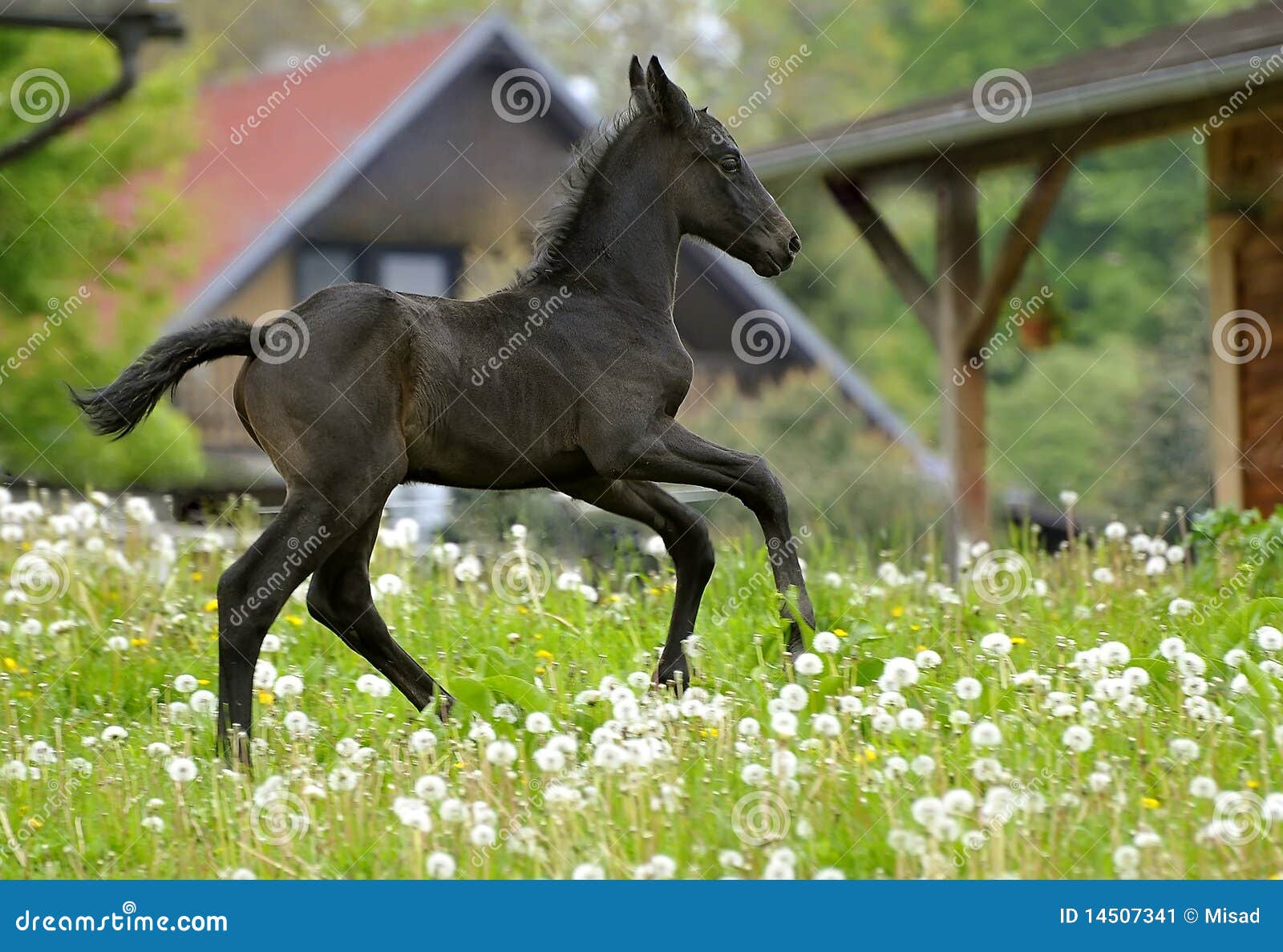 Colt stock image. Image of blossoms, running, tail, colt - 14507341