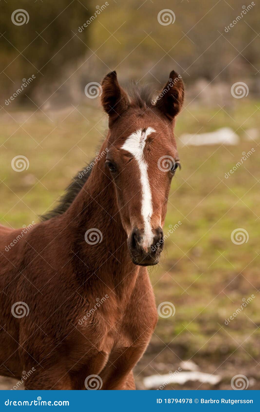 Colt stock photo. Image of beautiful, riding, animal - 18794978
