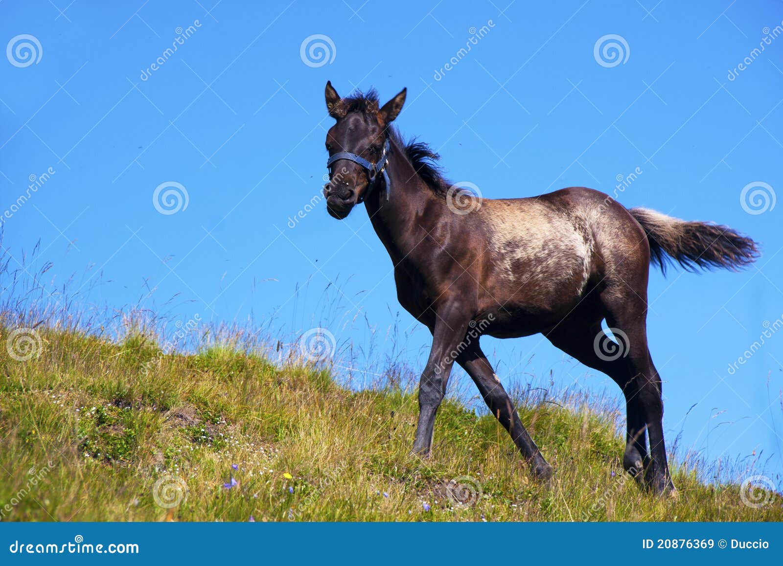 Colt stock image. Image of colt, animal, equine, farm - 20876369