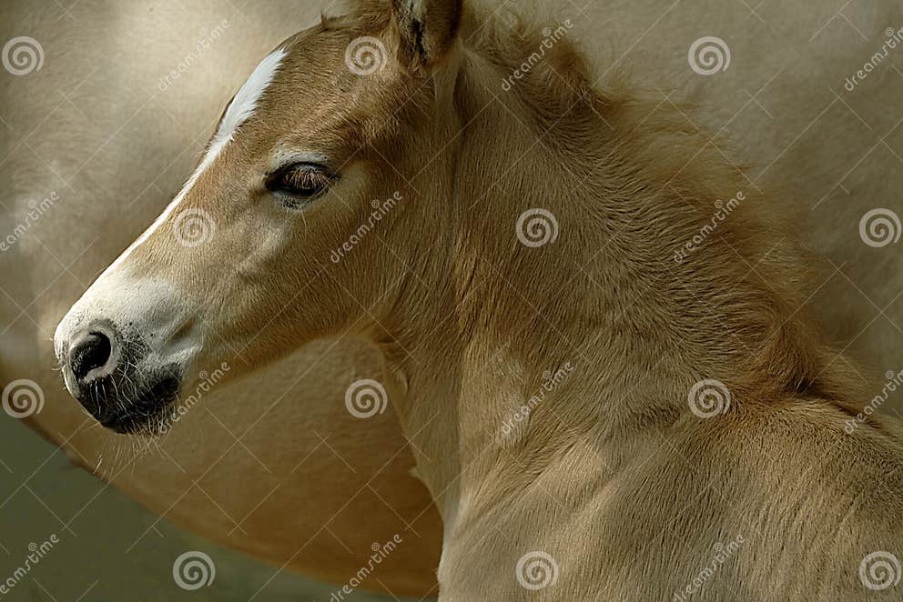 Colt stock photo. Image of animal, horse, immature, mammals - 2187588
