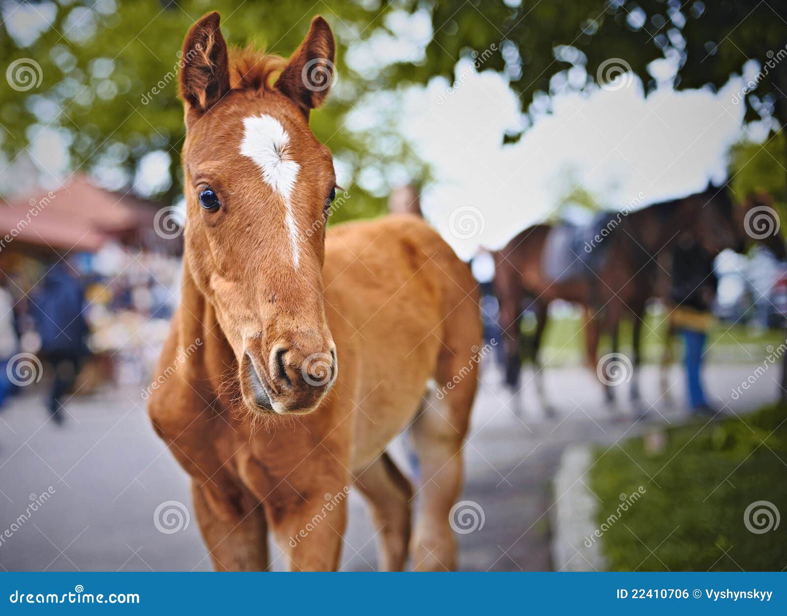 Colt stock photo. Image of nature, cute, baby, young - 22410706