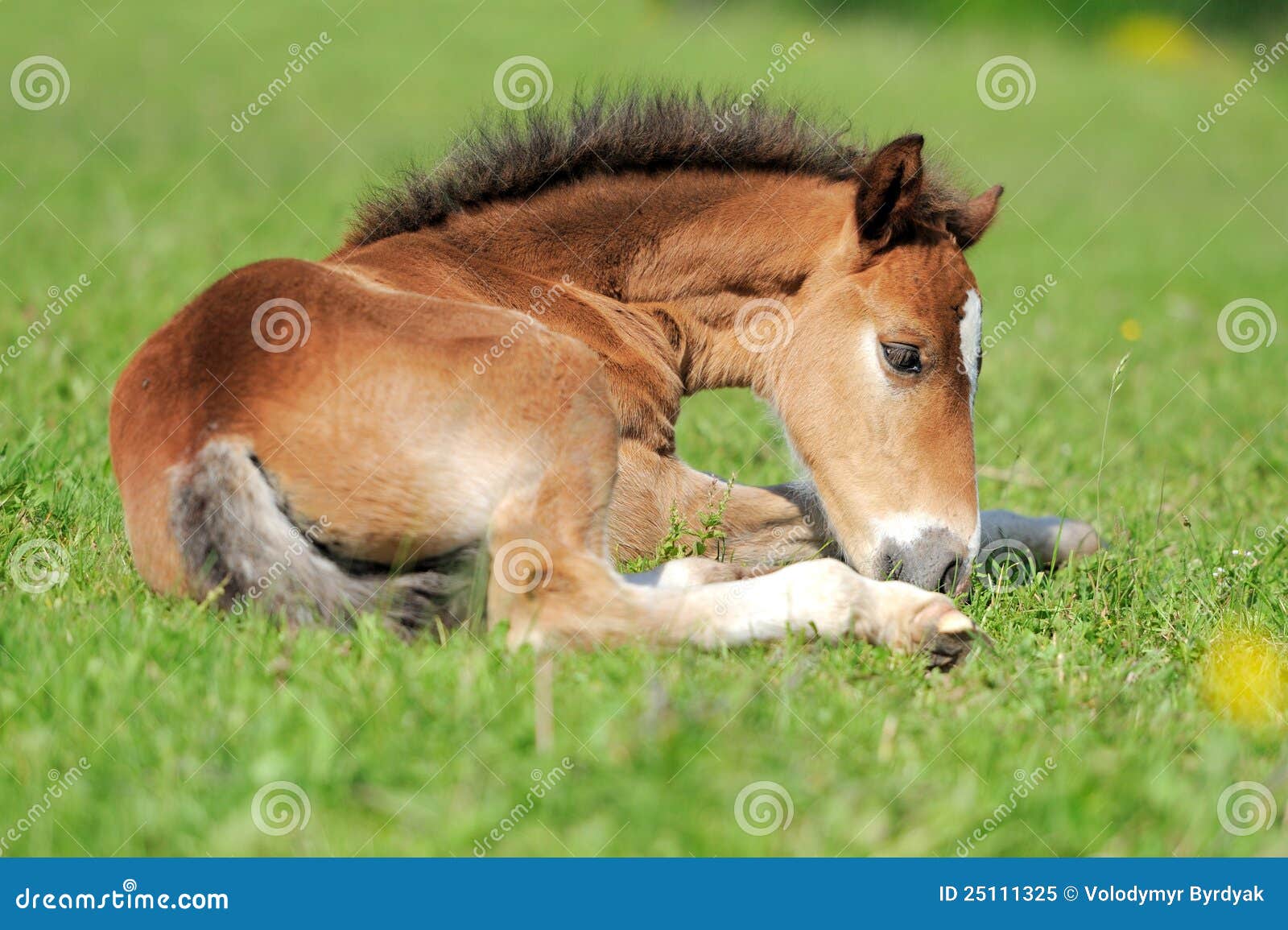 Colt stock image. Image of gallop, arabian, animal, beautiful - 25111325