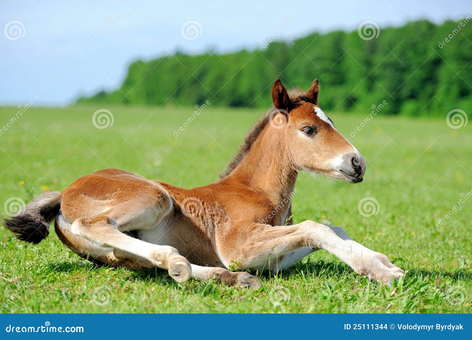 Colt stock photo. Image of active, blue, equestrian, brown - 25111344
