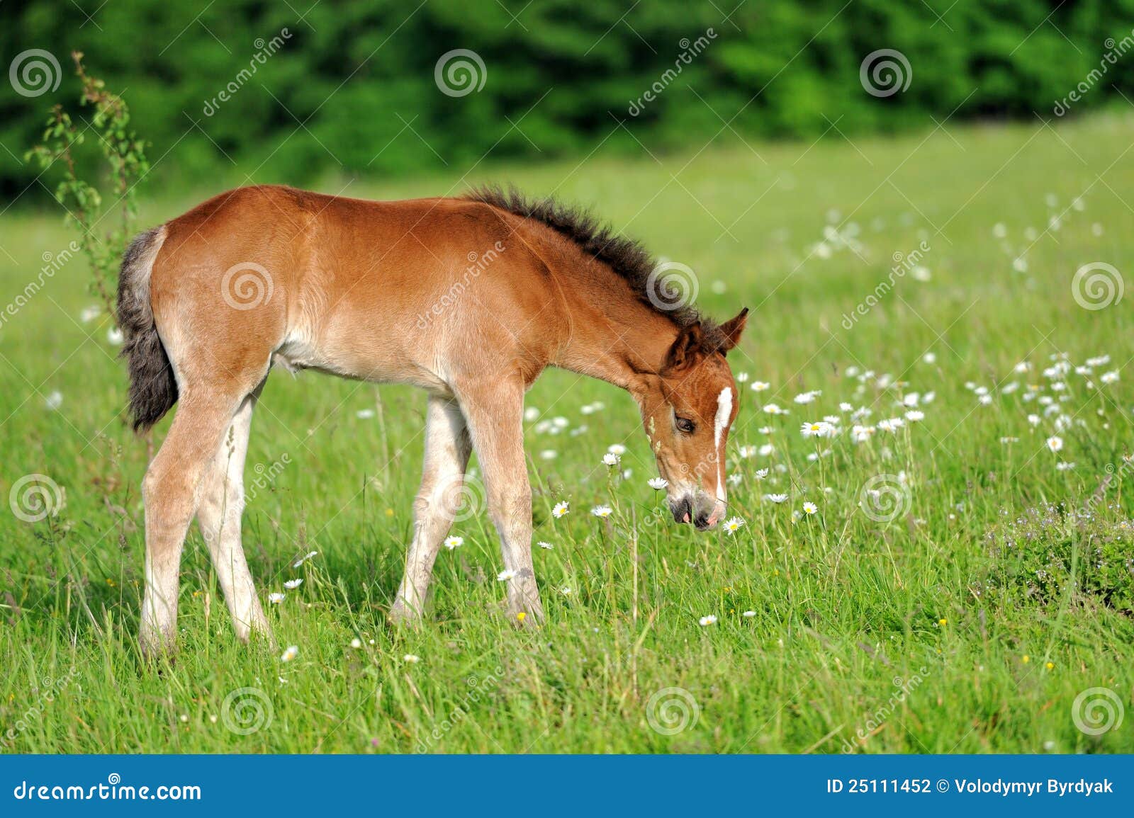 Colt stock photo. Image of equine, mammal, active, horse - 25111452