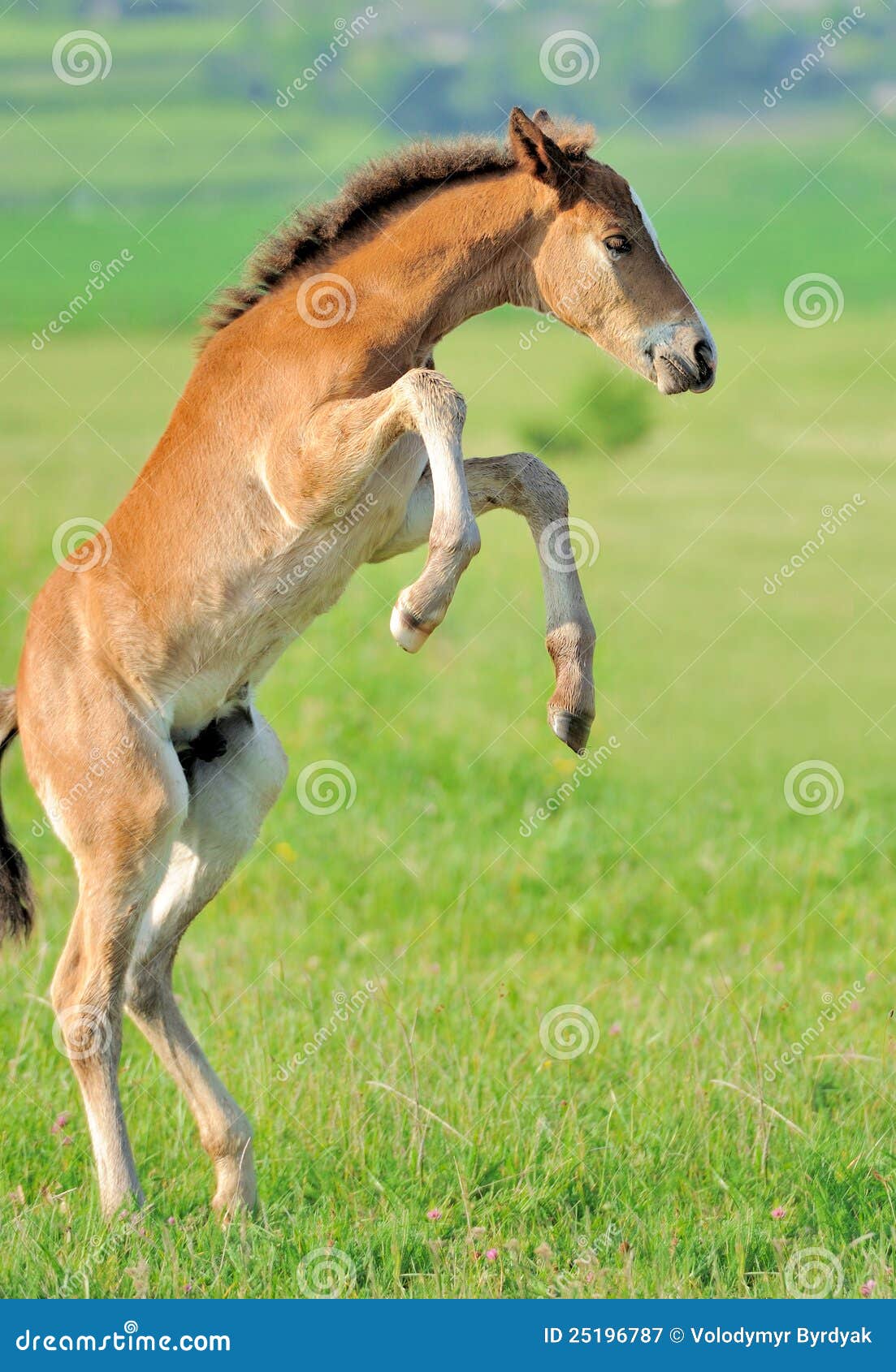 Colt stock image. Image of nature, equestrian, mare, beauty - 25196787