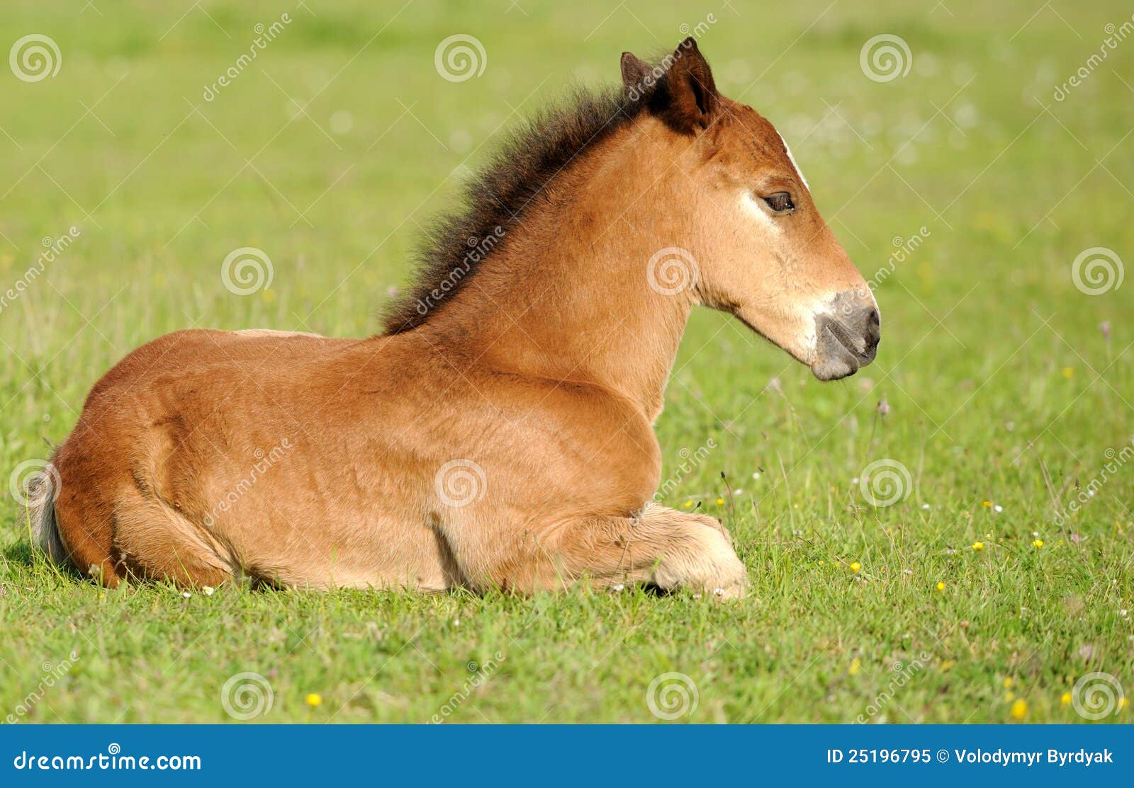 Colt stock image. Image of dust, nature, grass, equine - 25196795