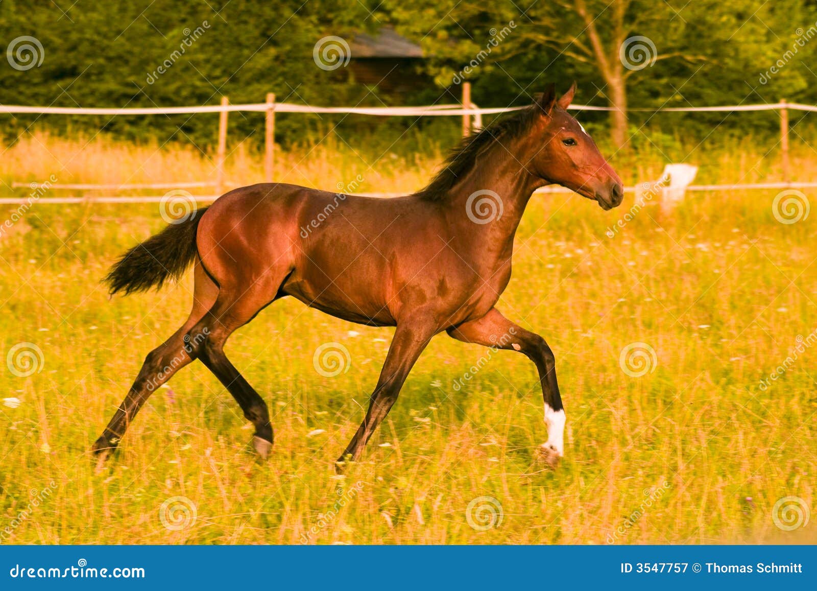 Colt stock image. Image of horse, morning, spiritual, pasture - 3547757