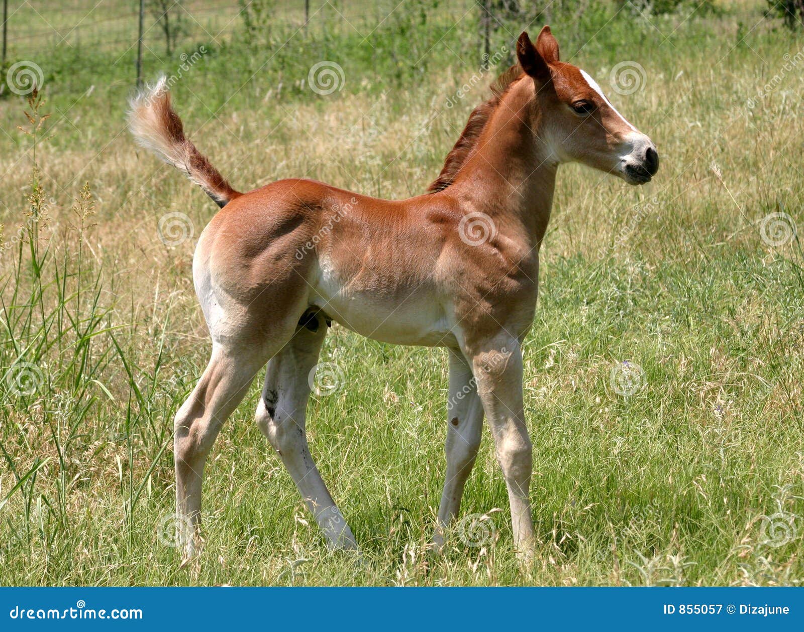 Colt stock image. Image of ranch, sorrel, proud, horse - 855057