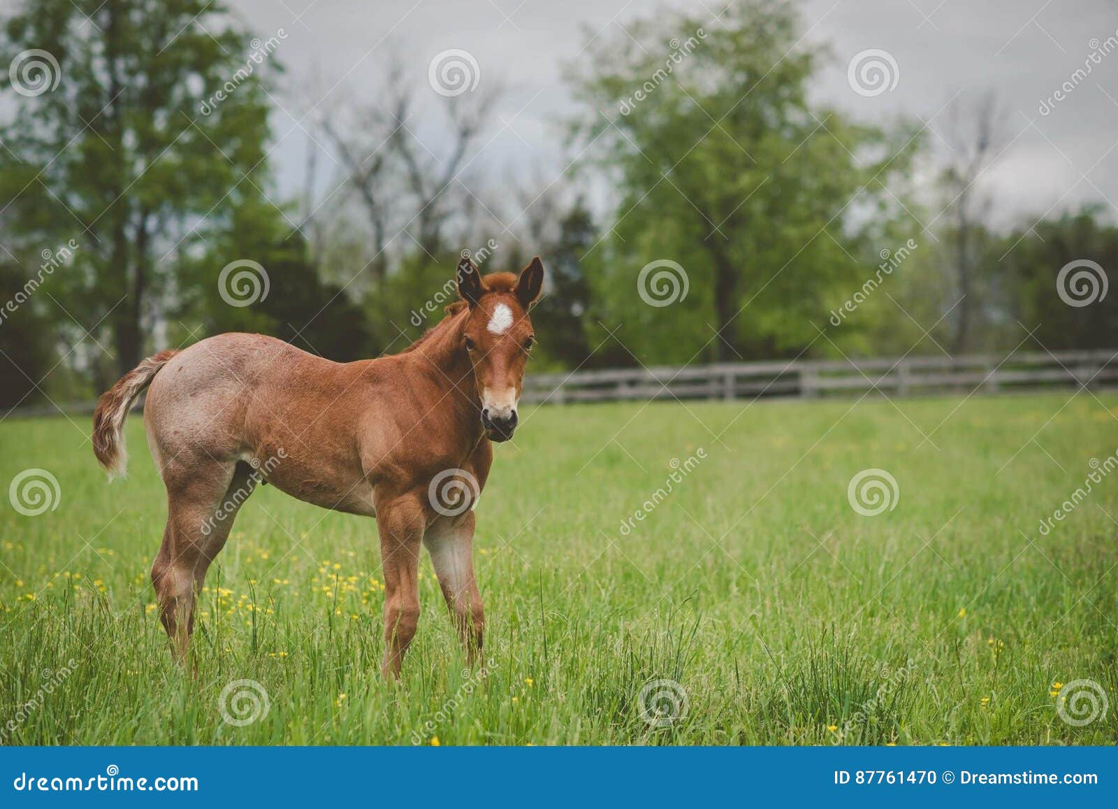 Colt stock photo. Image of field, quarterhorse, aqha - 87761470
